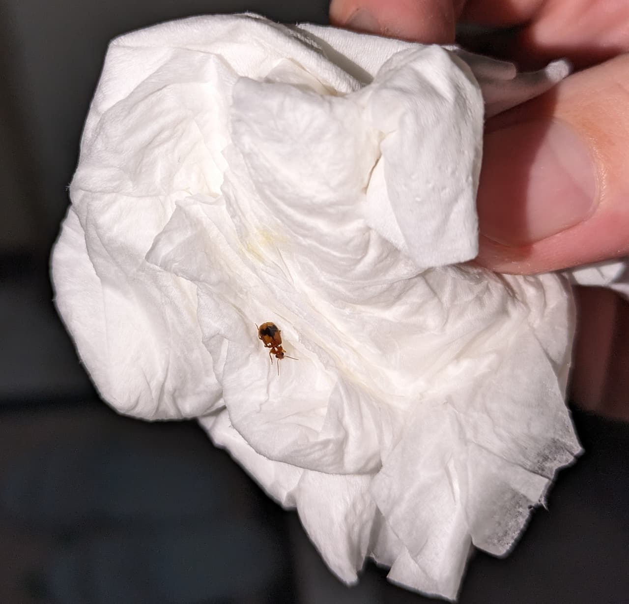 請益 請問這兩種是什麼蟲🙏 昆蟲板 Dcard
