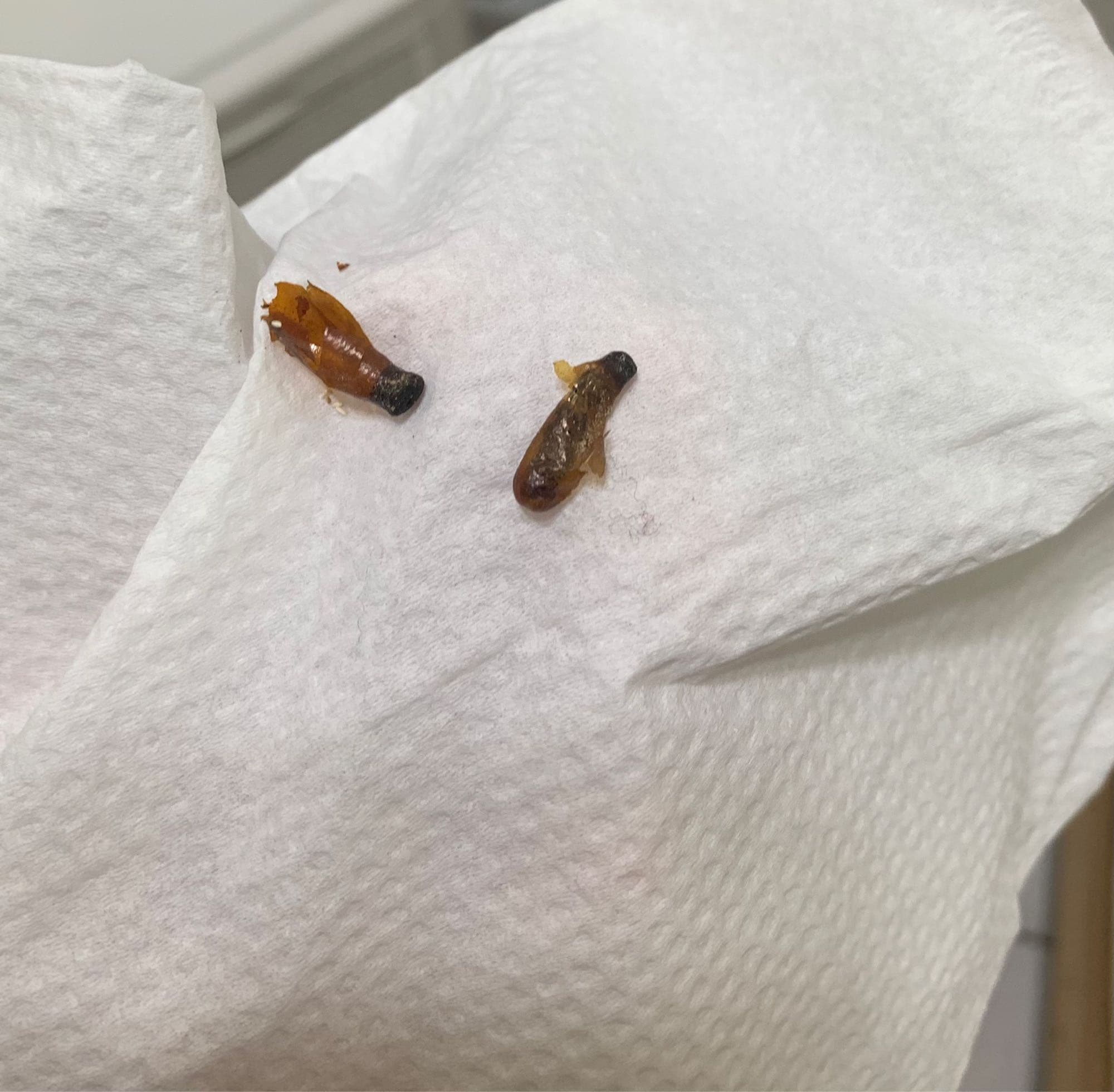 鑑定 請問這是什麼卵? 昆蟲板 Dcard