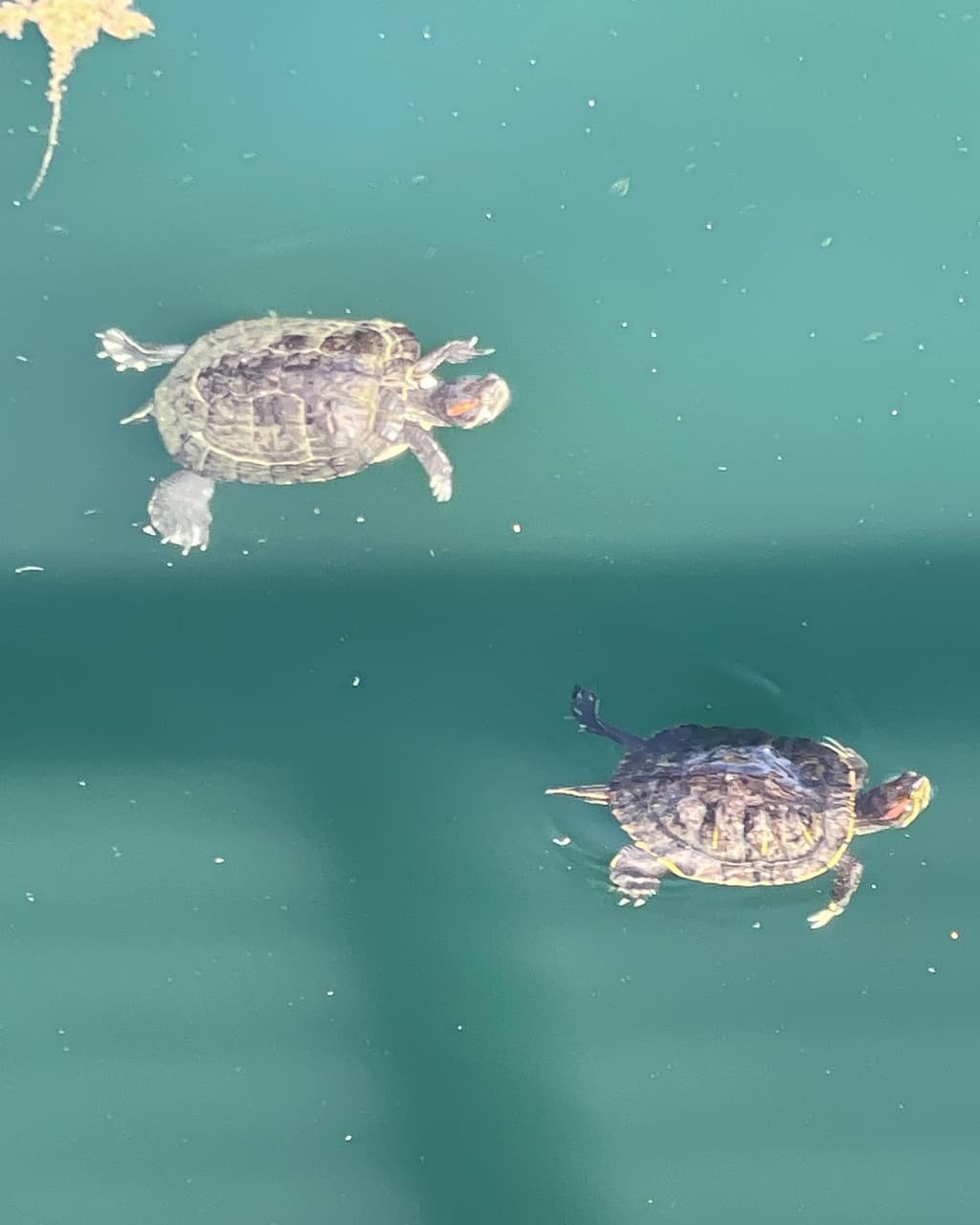 #更新 220822 LUDA IG 貼文 - 宇宙少女板 | Dcard