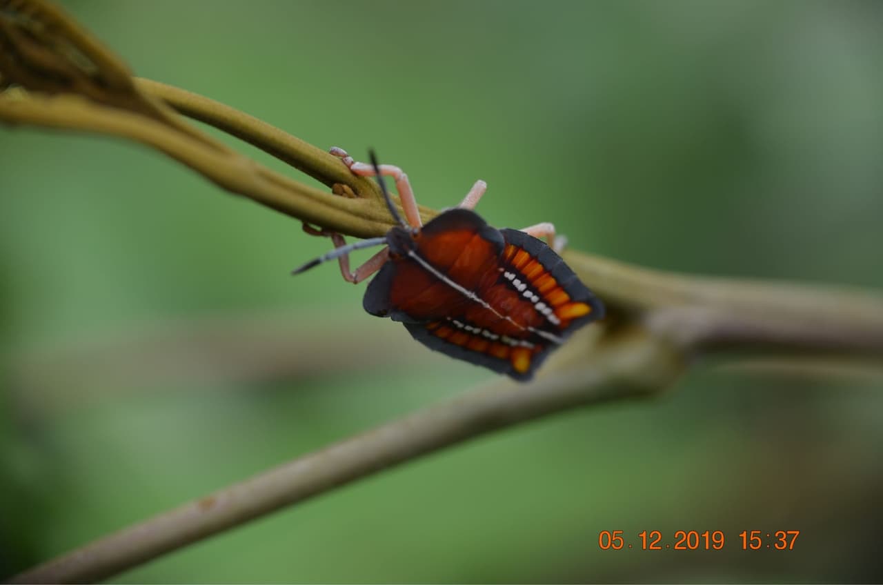 #分享 圖庫隨機照片 - 昆蟲板 | Dcard