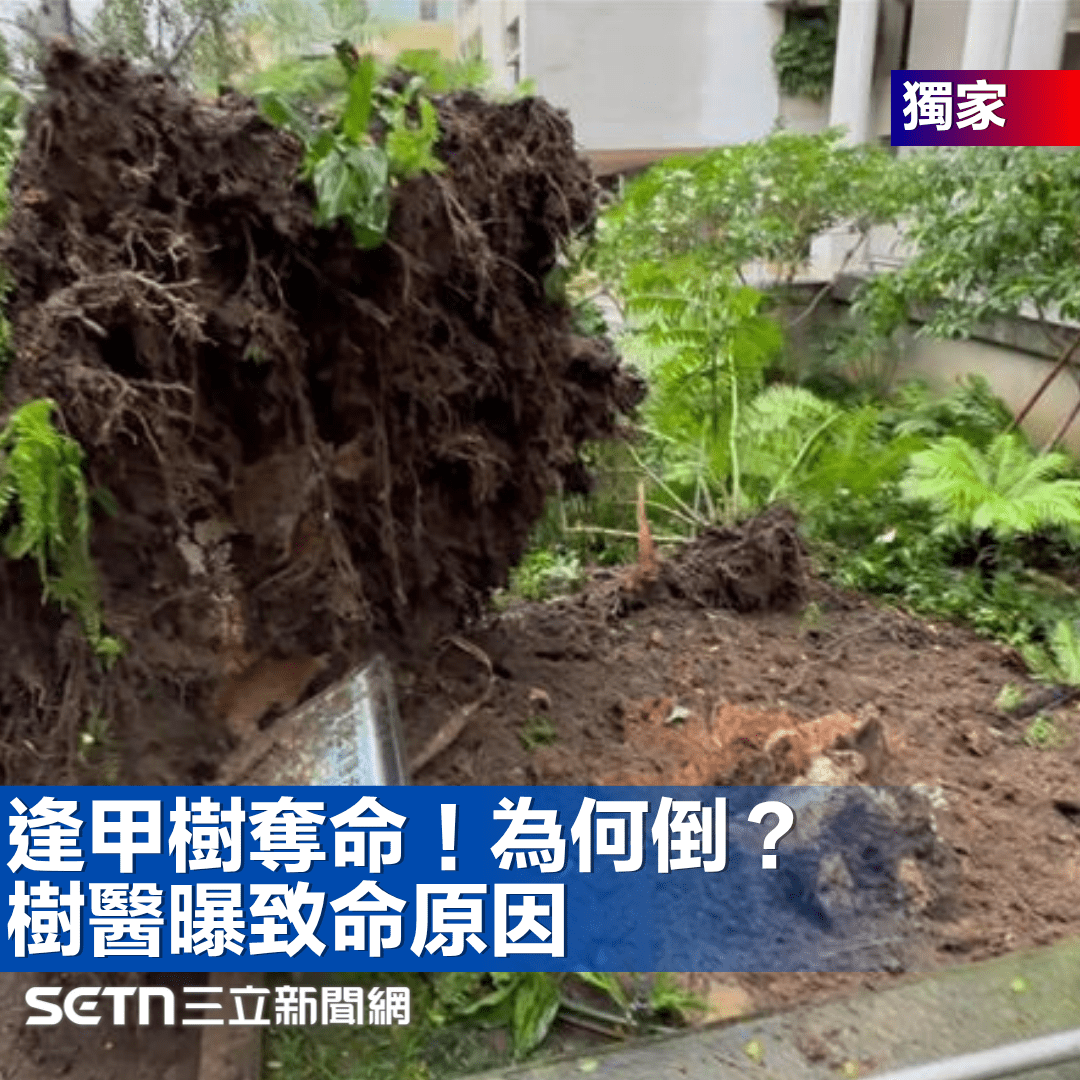 獨家／逢甲樹奪命！60歲壯年榕樹為何倒？樹醫曝「致命原因」籲快做1事 - SETN三立新聞網 (@setn54) | Dcard