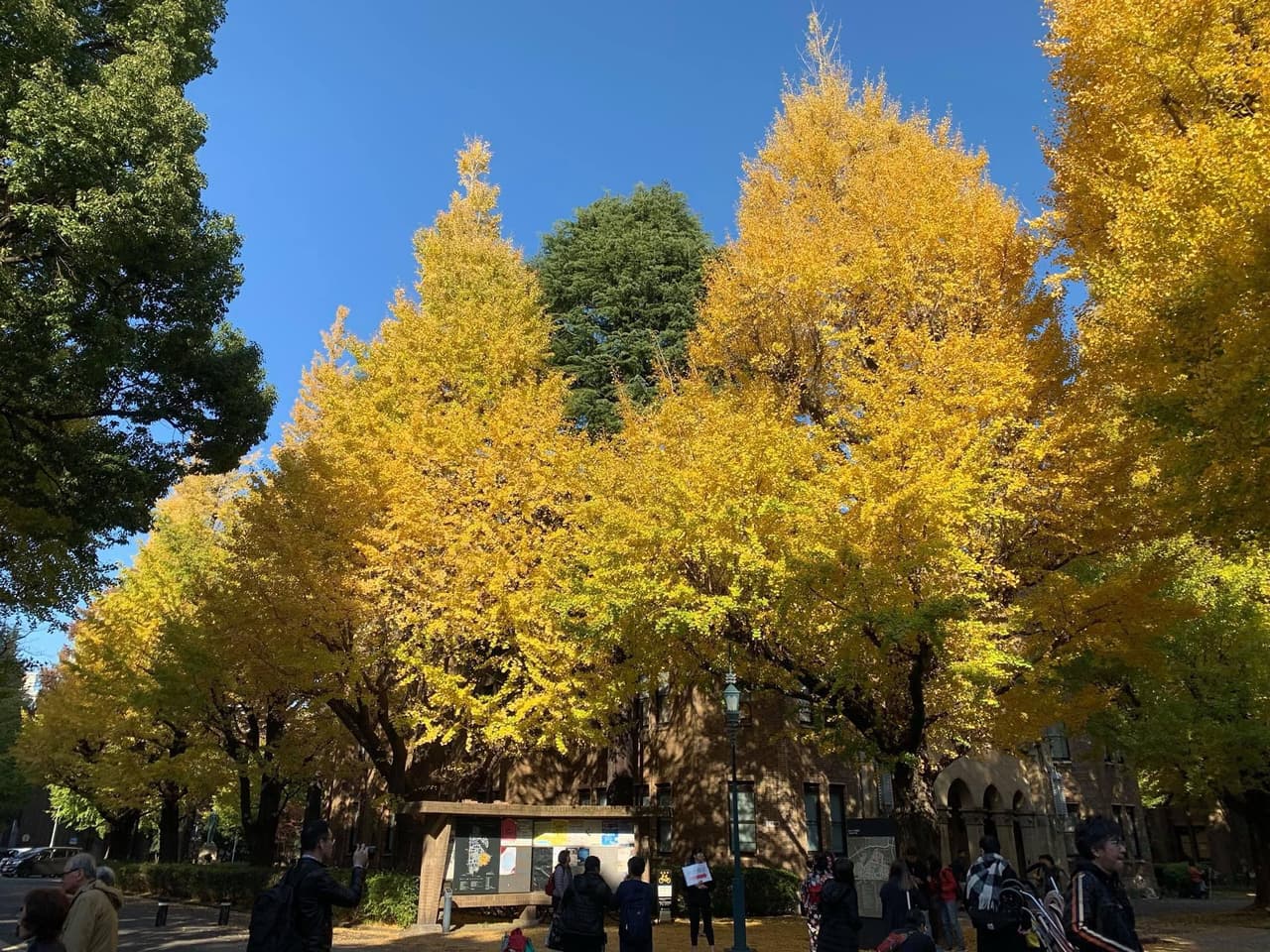 #旅遊經驗 東京大學 秋天の銀杏 - Toxin (@toxins) | Dcard
