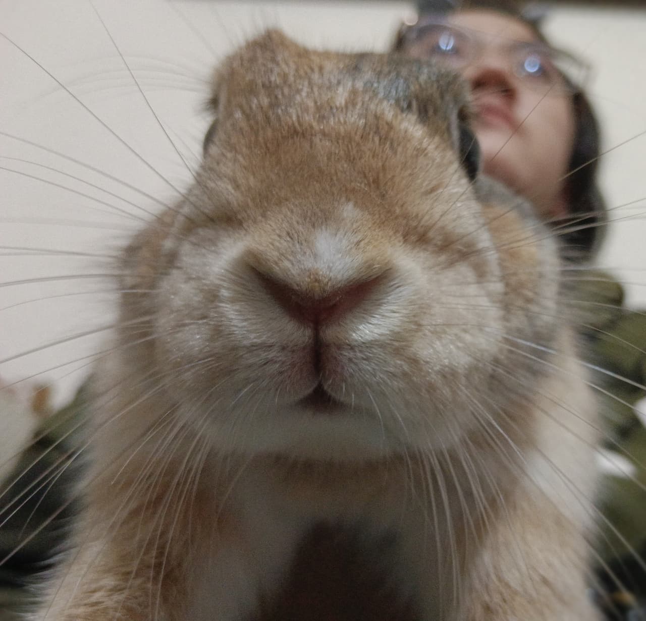 追蹤破百 小小自介ꉂ(ˊᗜˋ*) - 大俠愛吃漢堡堡 (@pinkbear_9527) | Dcard