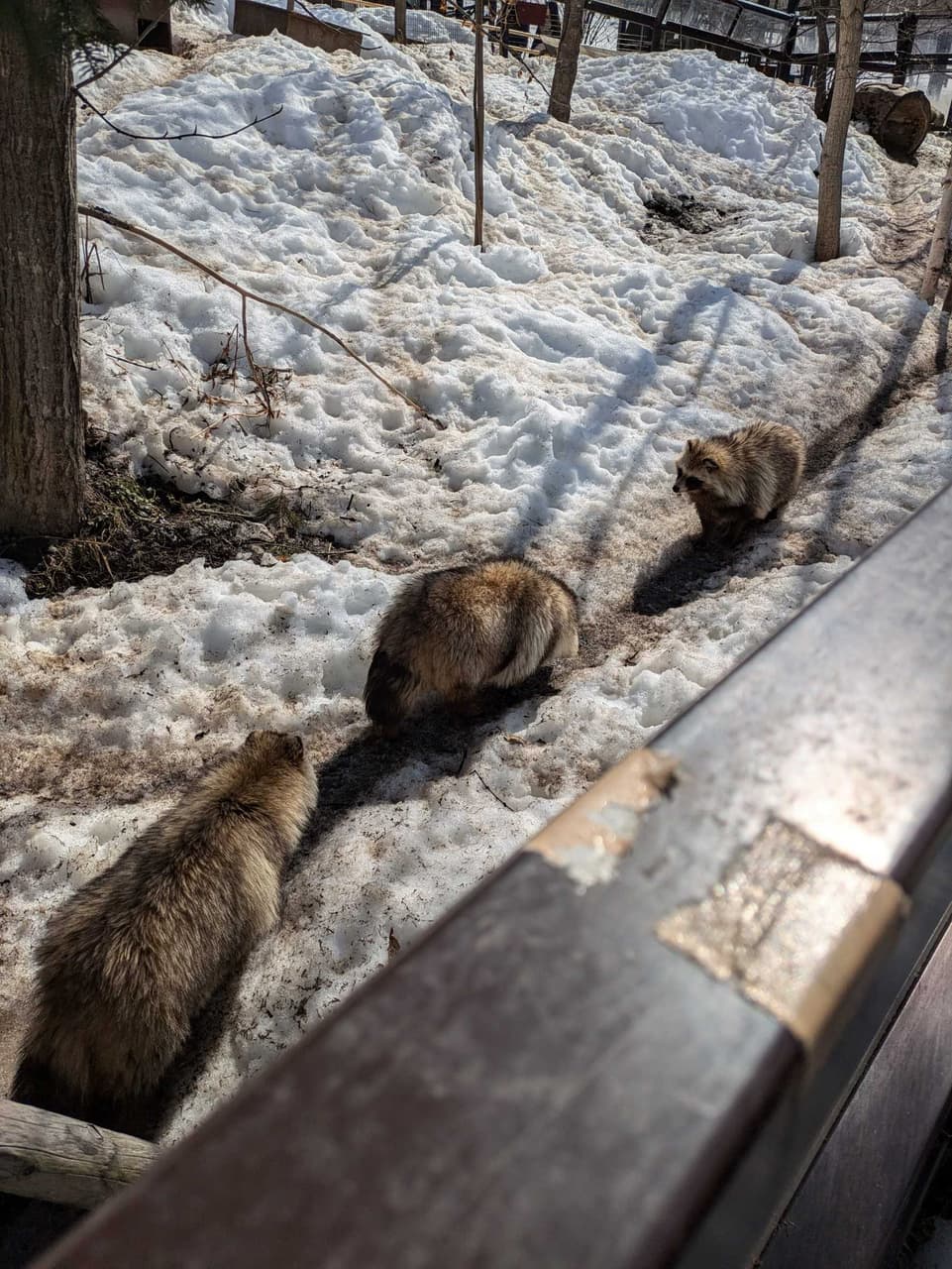 #國外遊記 抓住雪的尾巴，北海道3月底半自駕遊D3 - 旅遊板 | Dcard