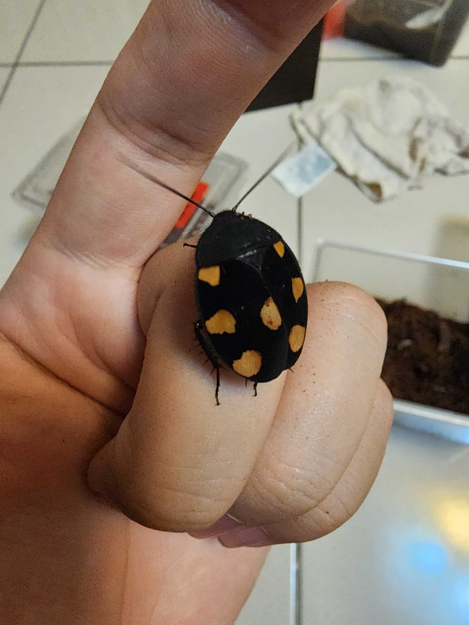 #分享 橘骨牌蟑螂（Therea regularis） - 昆蟲板 | Dcard