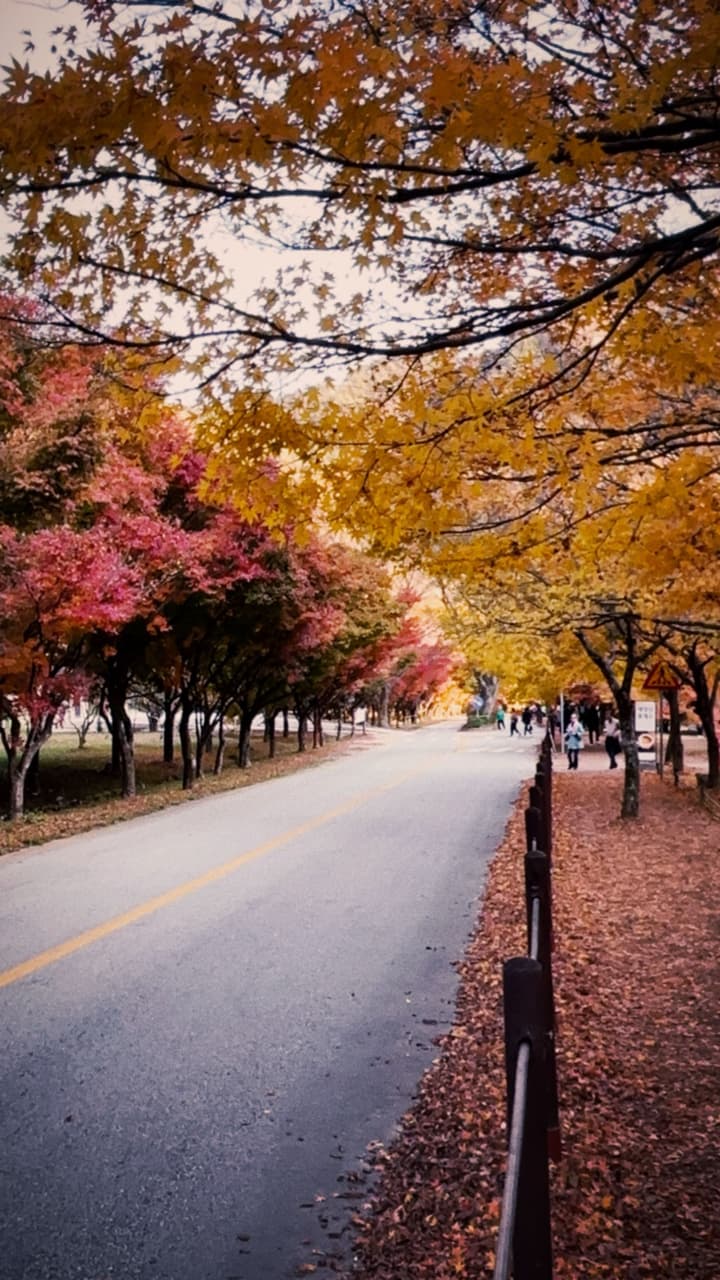 #分享 韓國賞楓之旅 D5 - 韓國旅遊板 | Dcard