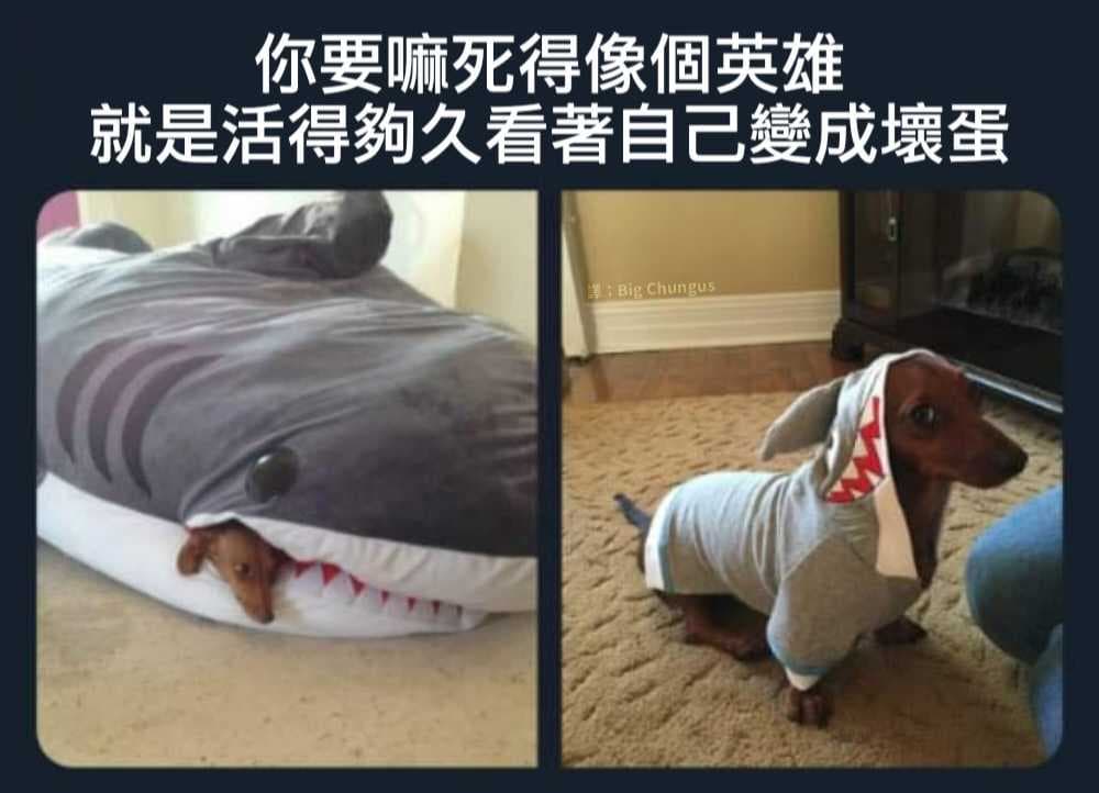 鯊鯊狗勾 梗圖板 Dcard