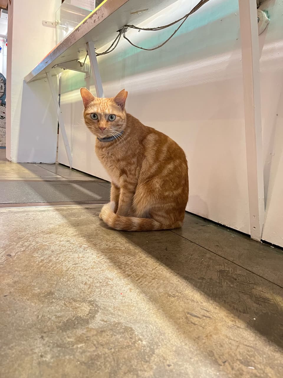 猴硐貓村收編記🐈🐈💘 - B69 留言 | Dcard