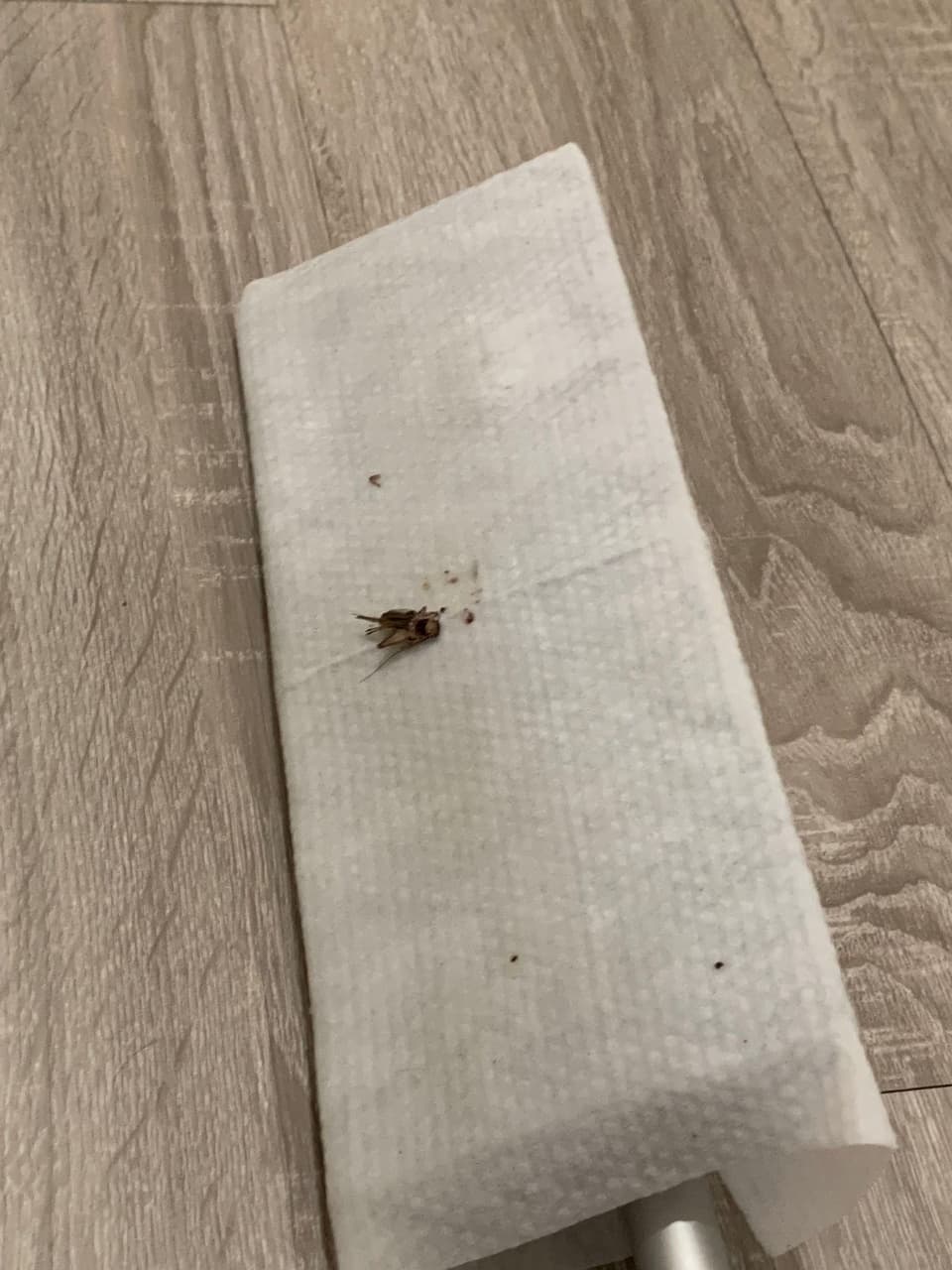 鑑定 請問這是蟑螂嗎😱😭 昆蟲板 Dcard