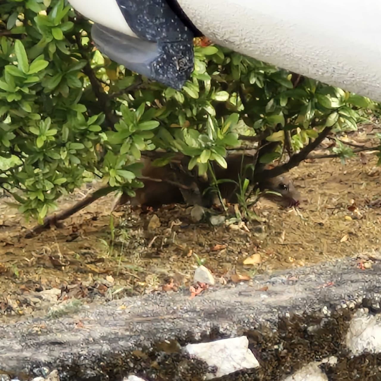 鼠 - MY_Pets板 | Dcard