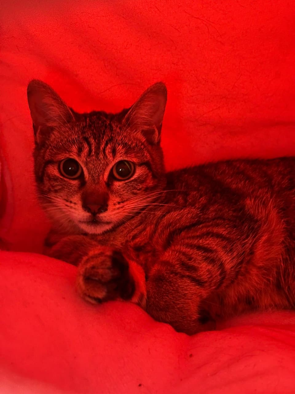 台中小虎斑找家 - 寵物板 | Dcard