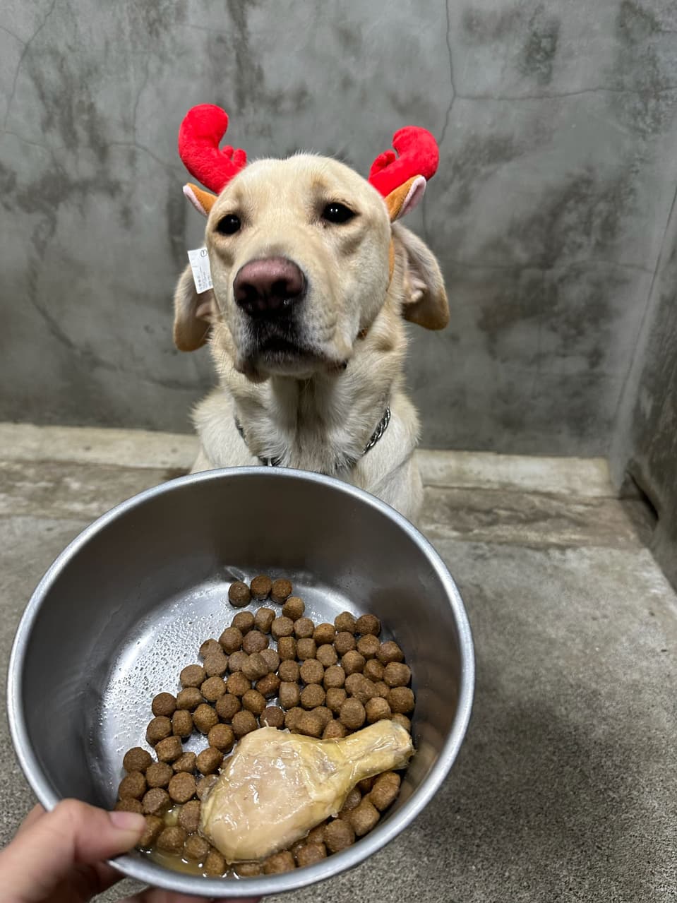 關於大型犬的秘密… - 寵物板 | Dcard