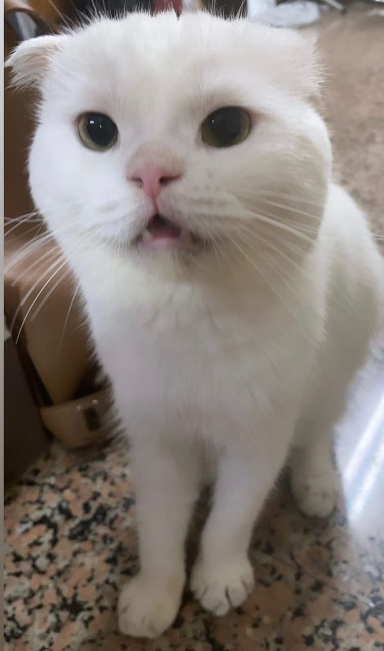 大家真的花10萬買一隻布偶貓？ - B97 留言 | Dcard