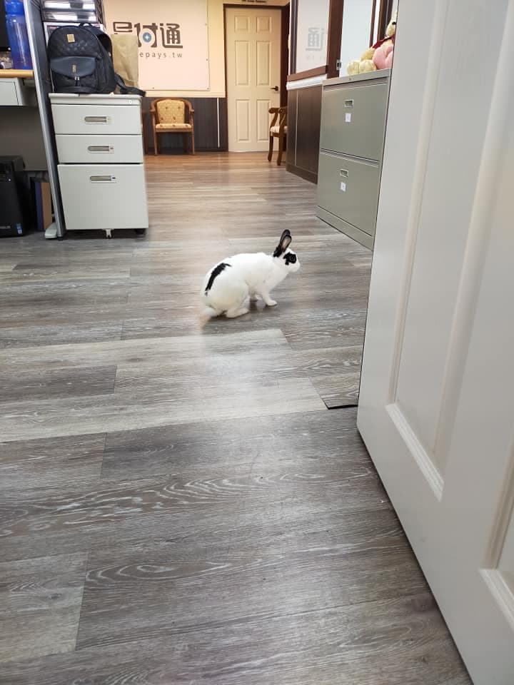 你的兔子老闆正在看你有沒有認真上班... - 有趣板 | Dcard