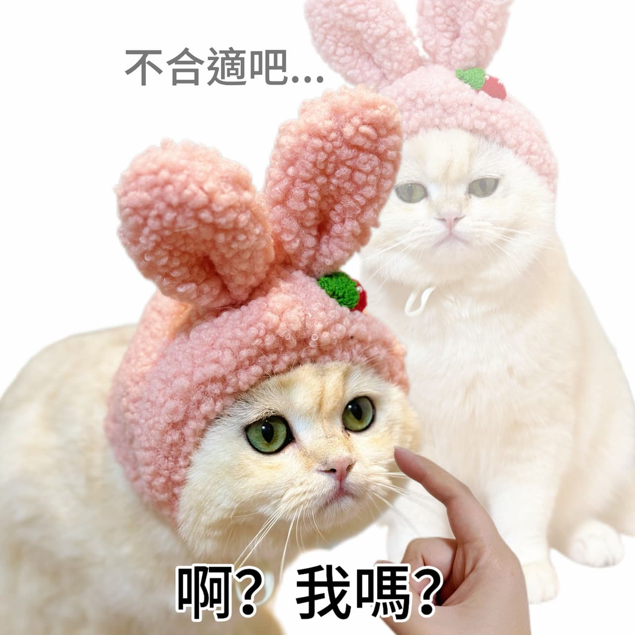 「貓咪梗圖蛤」的搜尋結果 | Dcard