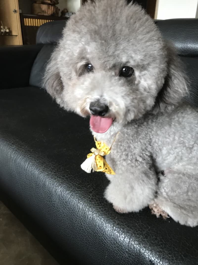 #圖#灰貴賓 我是小可愛 - 寵物板 | Dcard