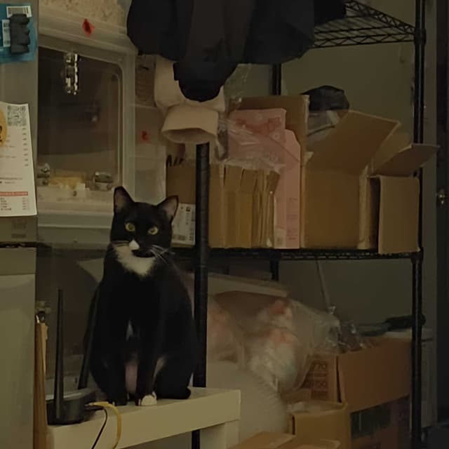 關於貓養的好的部分 - 慵懶大貓🐱 (@sss___88) | Dcard