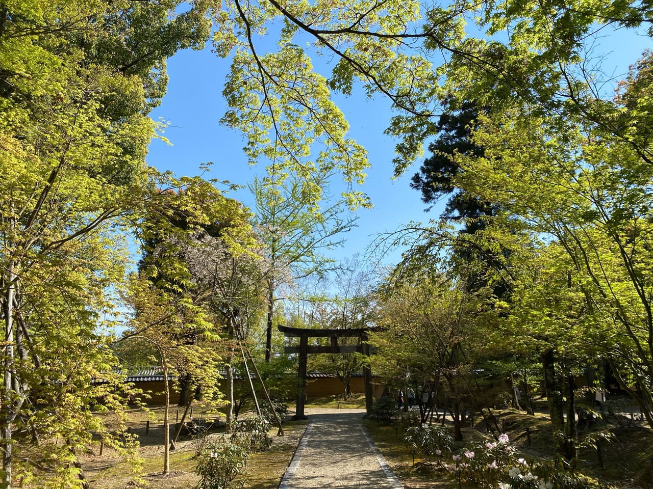 京都 仁和寺 - 日本旅遊板 | Dcard