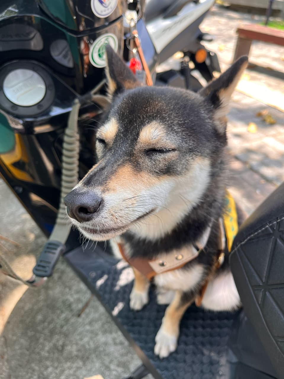 第一次養毛小孩期待又緊張😰 怎麼照顧？餵什麼？Dcard Video曼曼、Zona與Andrew找來專業獸醫師為卡友解惑啦～👩🏻‍🏫幼貓/幼犬的新手爸媽第一次就上手🙌 - B47 留言 | Dcard