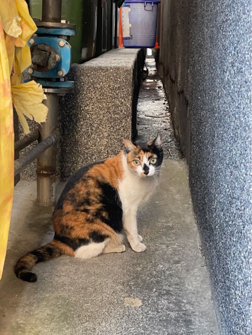 今晚逛大東夜市必吃精選 - 抓餅蛋加紅茶 (@okokokok) | Dcard