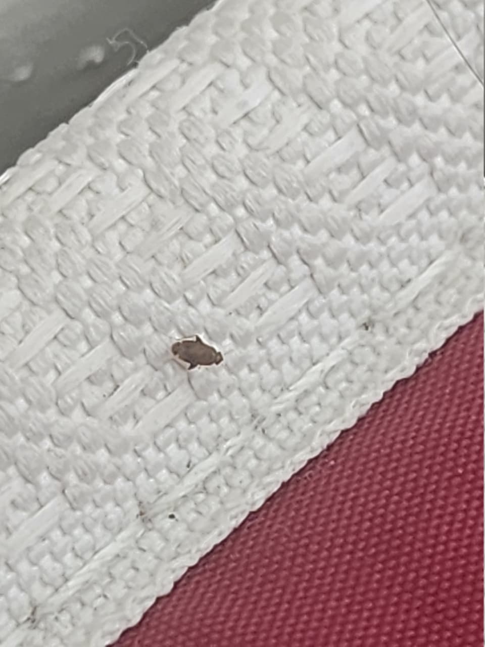 鑑定 床上出現這種蟲子是什麼蟲? 昆蟲板 Dcard