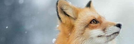 🦊 (@yanana) | Dcard