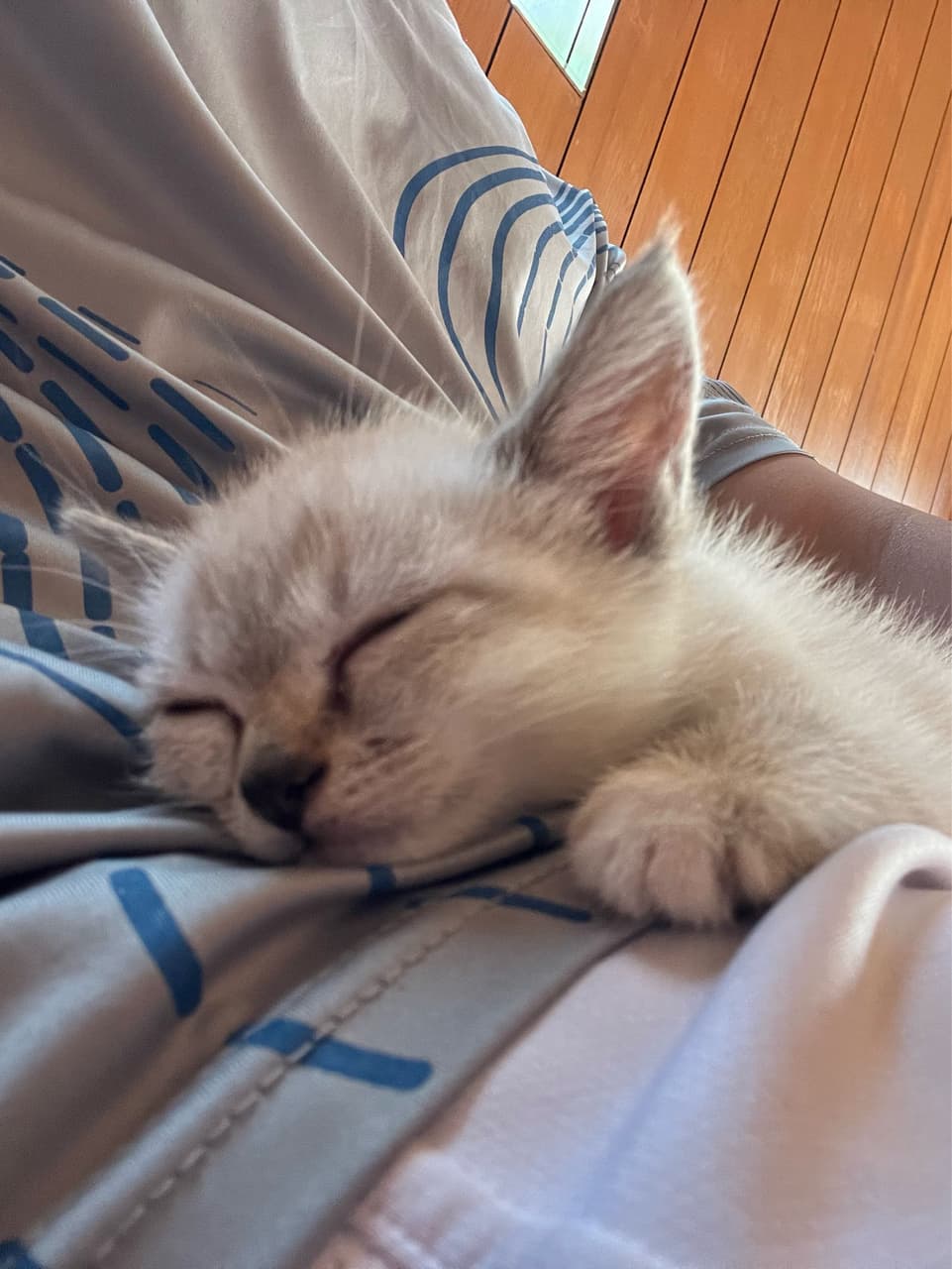 「Ptt貓仙」的搜尋結果 | Dcard