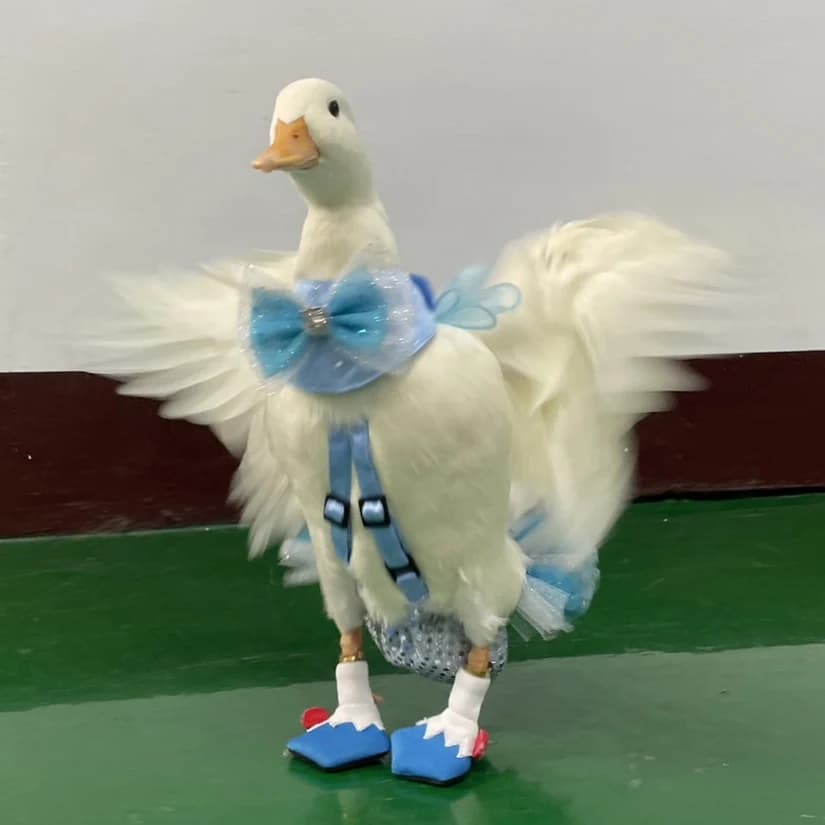 今日走可愛風！😍柯爾鴨 - 寵物板 | Dcard