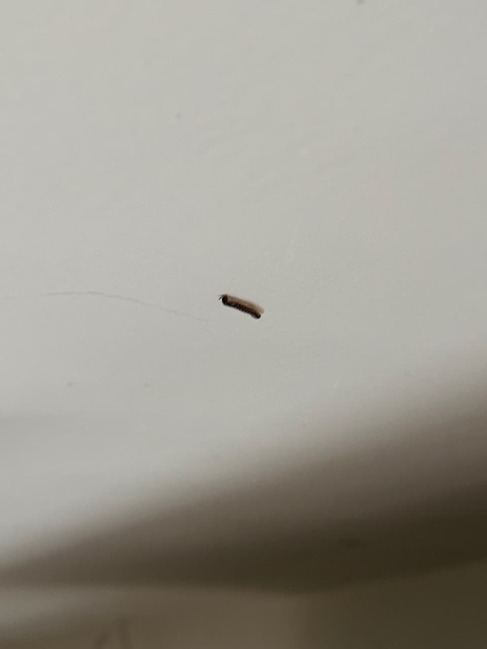 鑑定 請問這是什麼蟲🐛 昆蟲板 Dcard