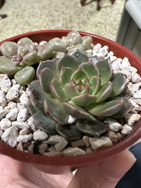 多肉 多肉發黑,救救新手´༎ຶД༎ຶ` 植物板 Dcard