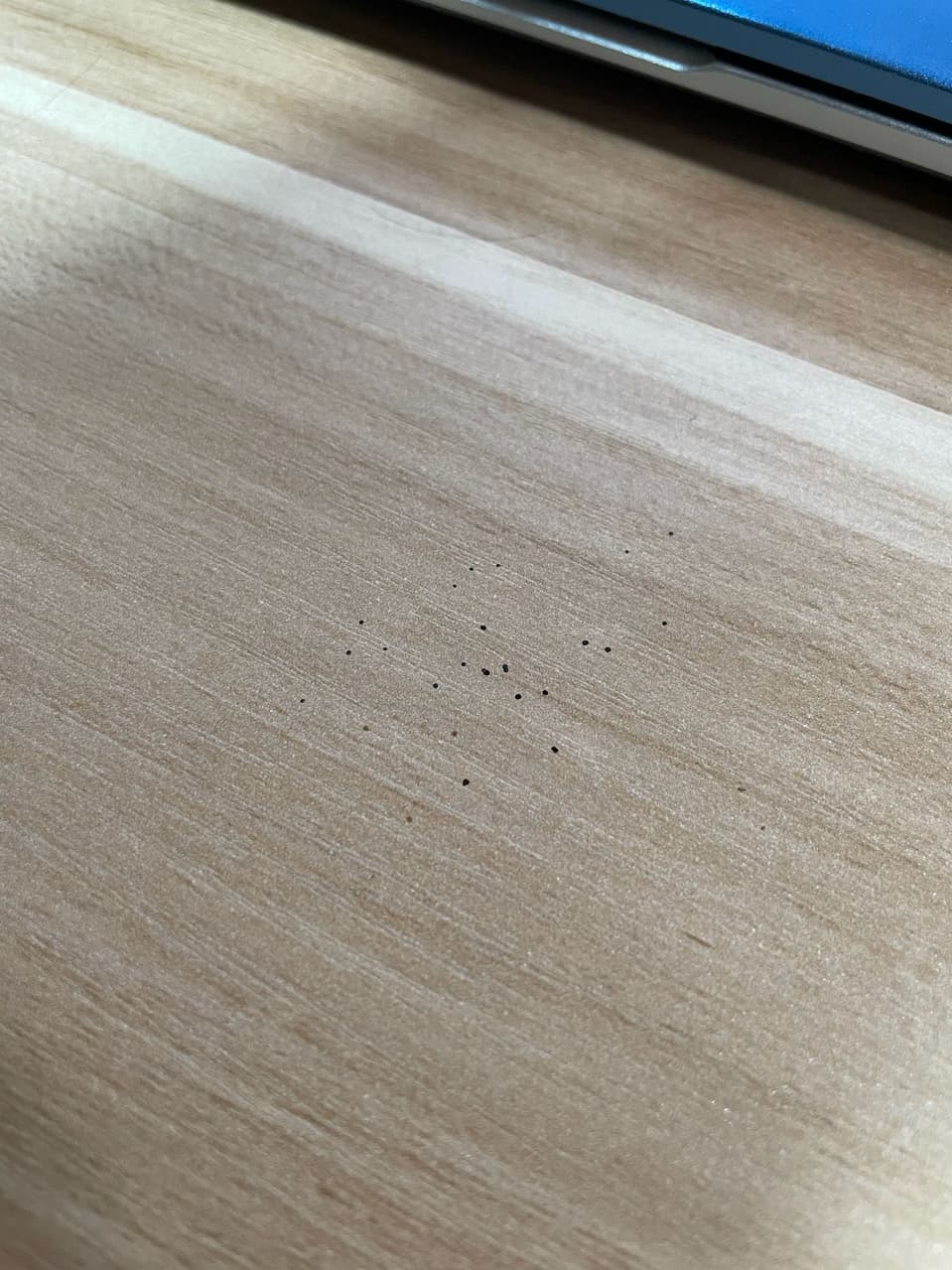 請益 請問這是什麼蟲的卵嗎 昆蟲板 Dcard