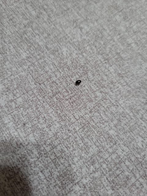 發問 請問這是什麼蟲? 問答板 Dcard