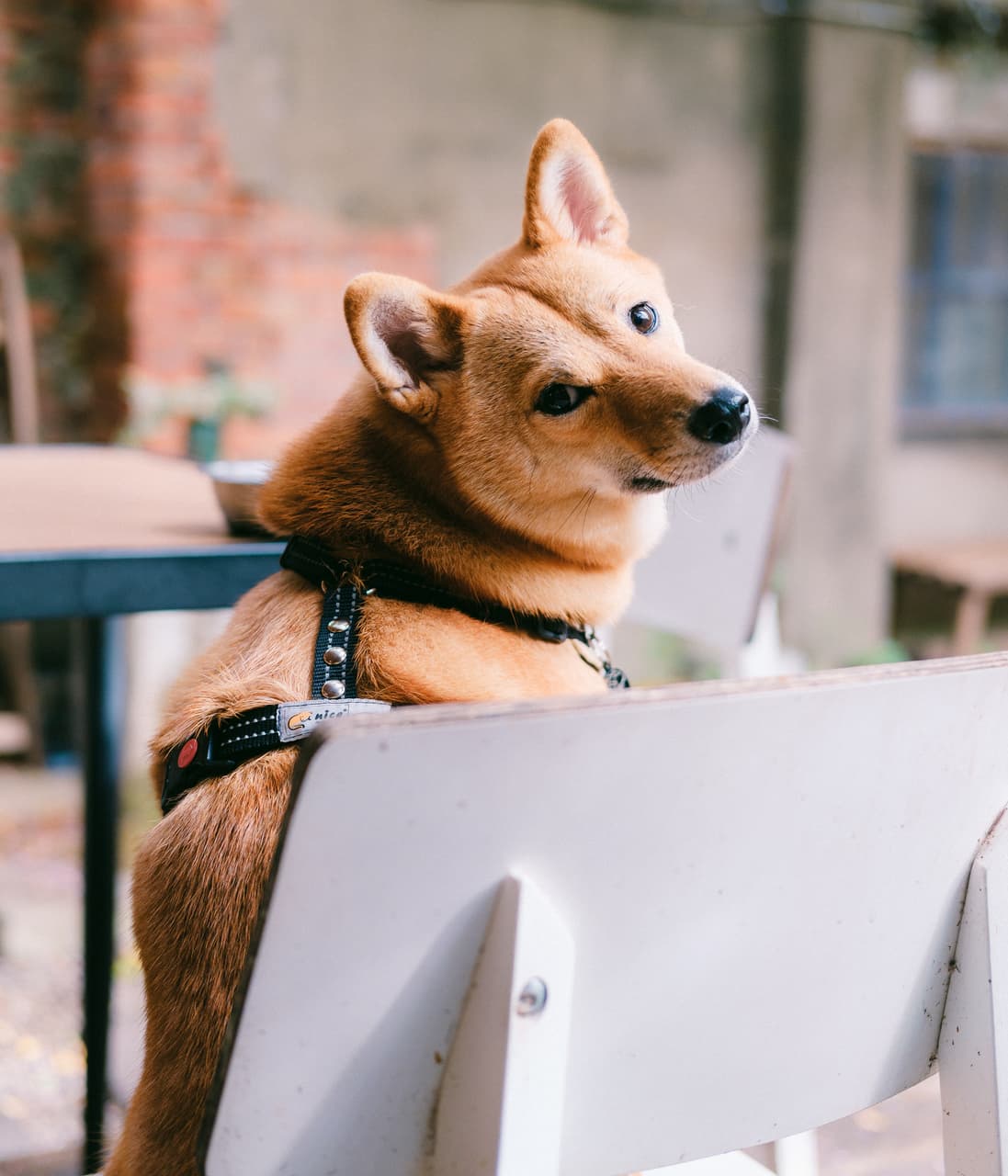 #作品 X-T20五年回顧 - 攝影板 | Dcard