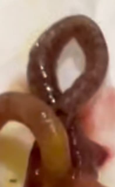 求解！大號疑似大出蟲⋯ - B591 留言 | Dcard