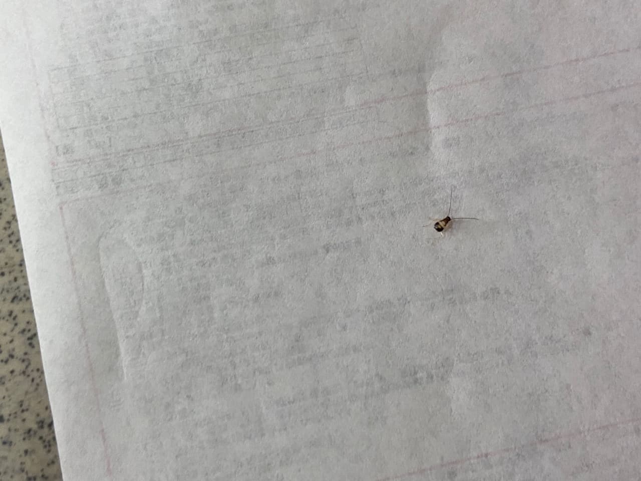 請益 請益 有點像蟑螂的昆蟲? 昆蟲板 Dcard