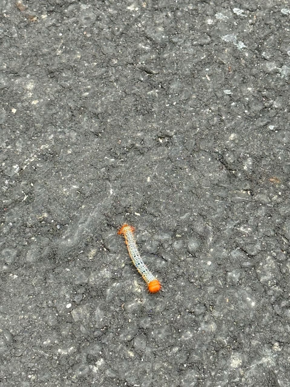 鑑定 請問這是什麼蝴蝶或蛾的毛毛蟲🐛 昆蟲板 Dcard