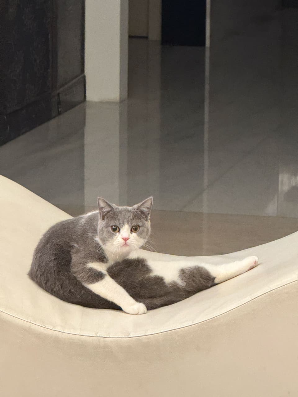 連假回家 貓咪看到我be like： - yu._. (@catherine1020) | Dcard