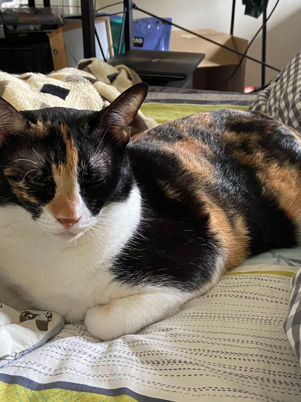 又是被貓貓支配的一天 - 月亮不營業 (@na09) | Dcard