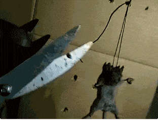 剛放生了一隻老鼠 - 香港高登討論區