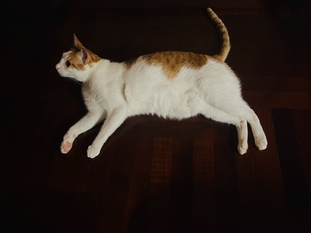 從創作者角度談Dcard-夕陽產業 - 布丁貓 (@putingcat) | Dcard