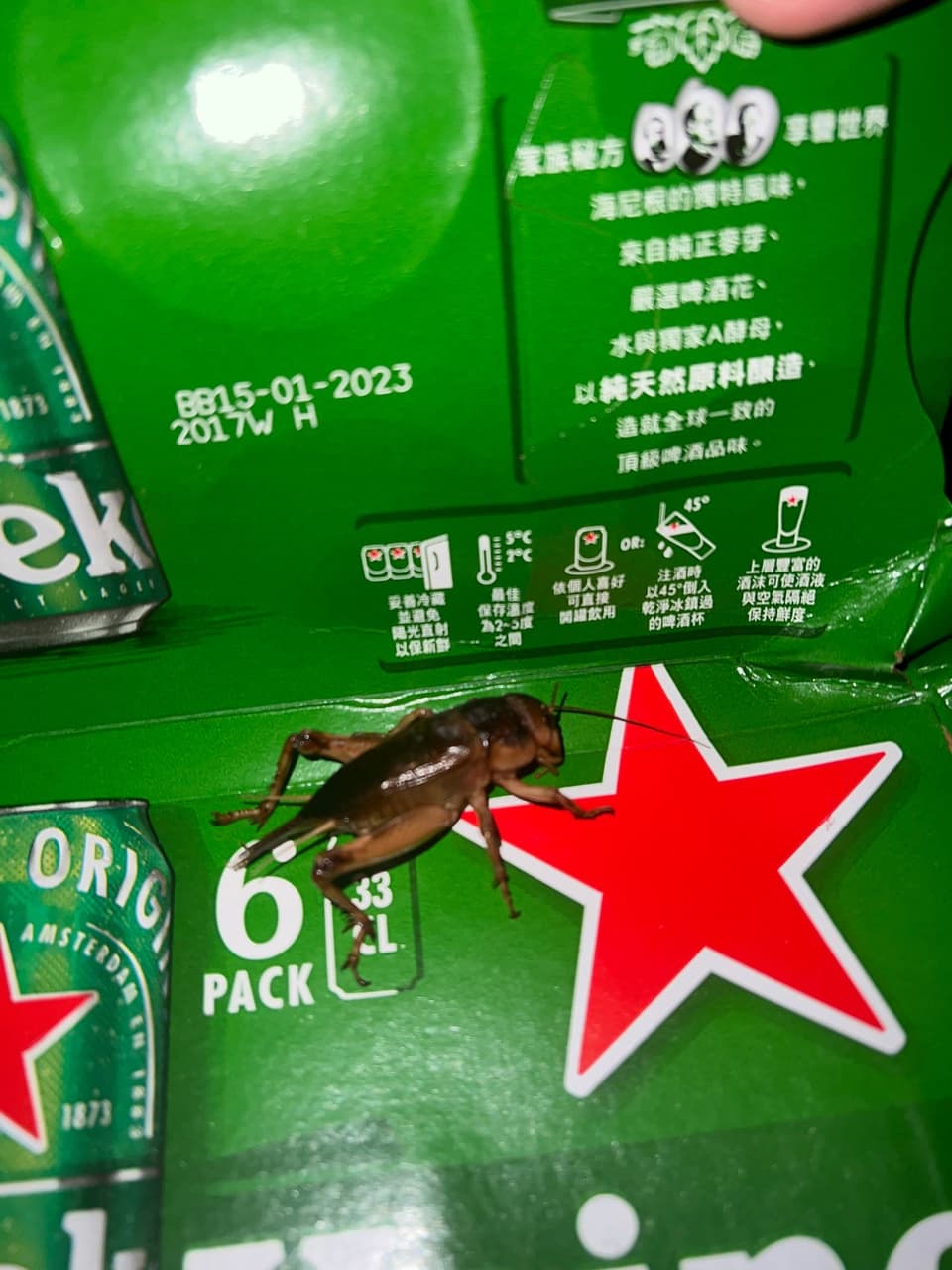 鑑定 這是什麼蟲 很像蟑螂 昆蟲板 Dcard