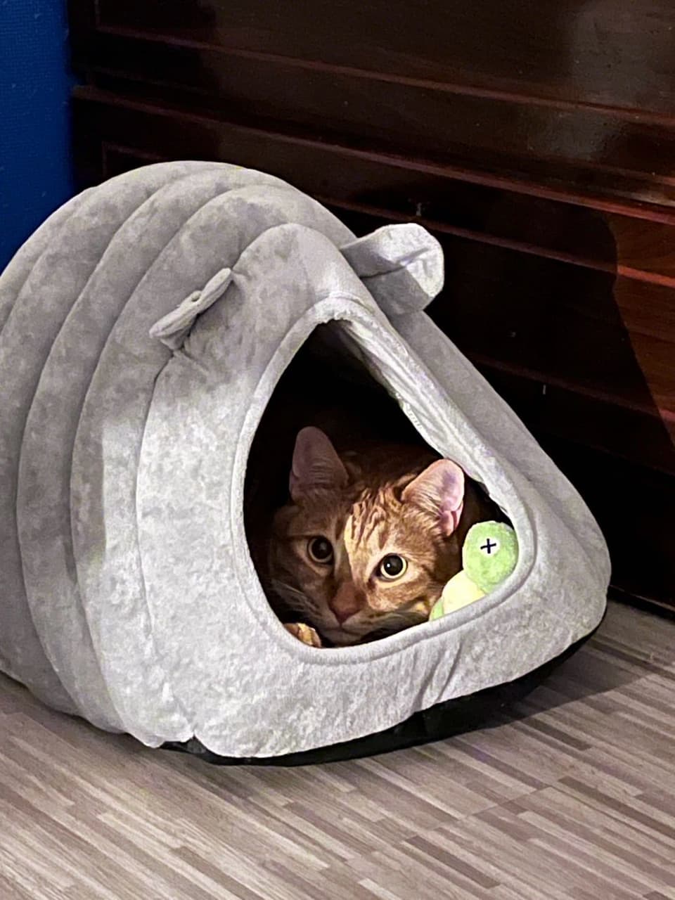 小貓有新貓窩了🩷 - 挖喜羊 (@vk.y) | Dcard