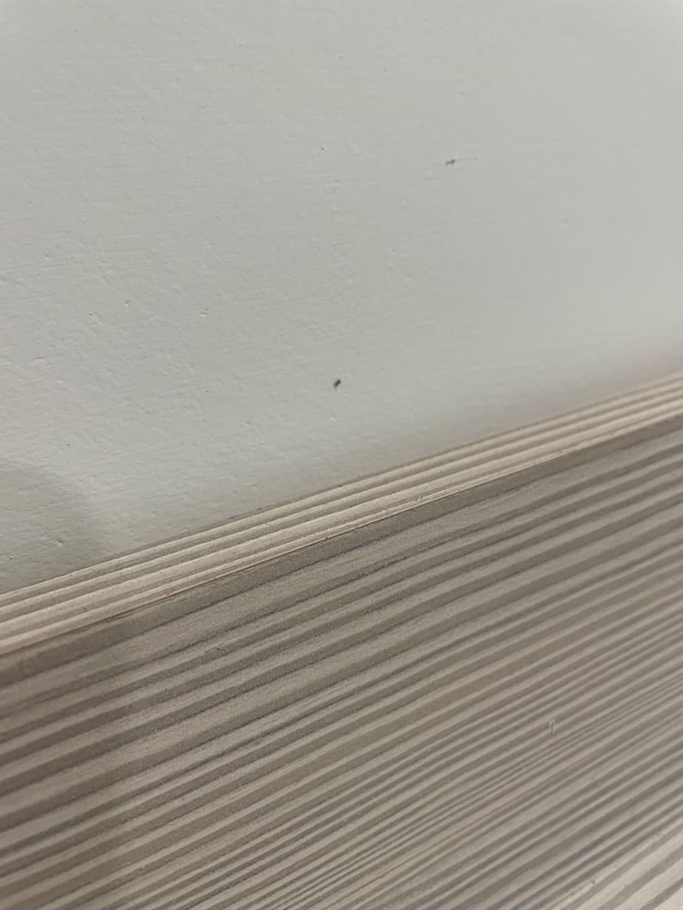 租屋疑問 租屋處有蟲蟲 租屋板 Dcard