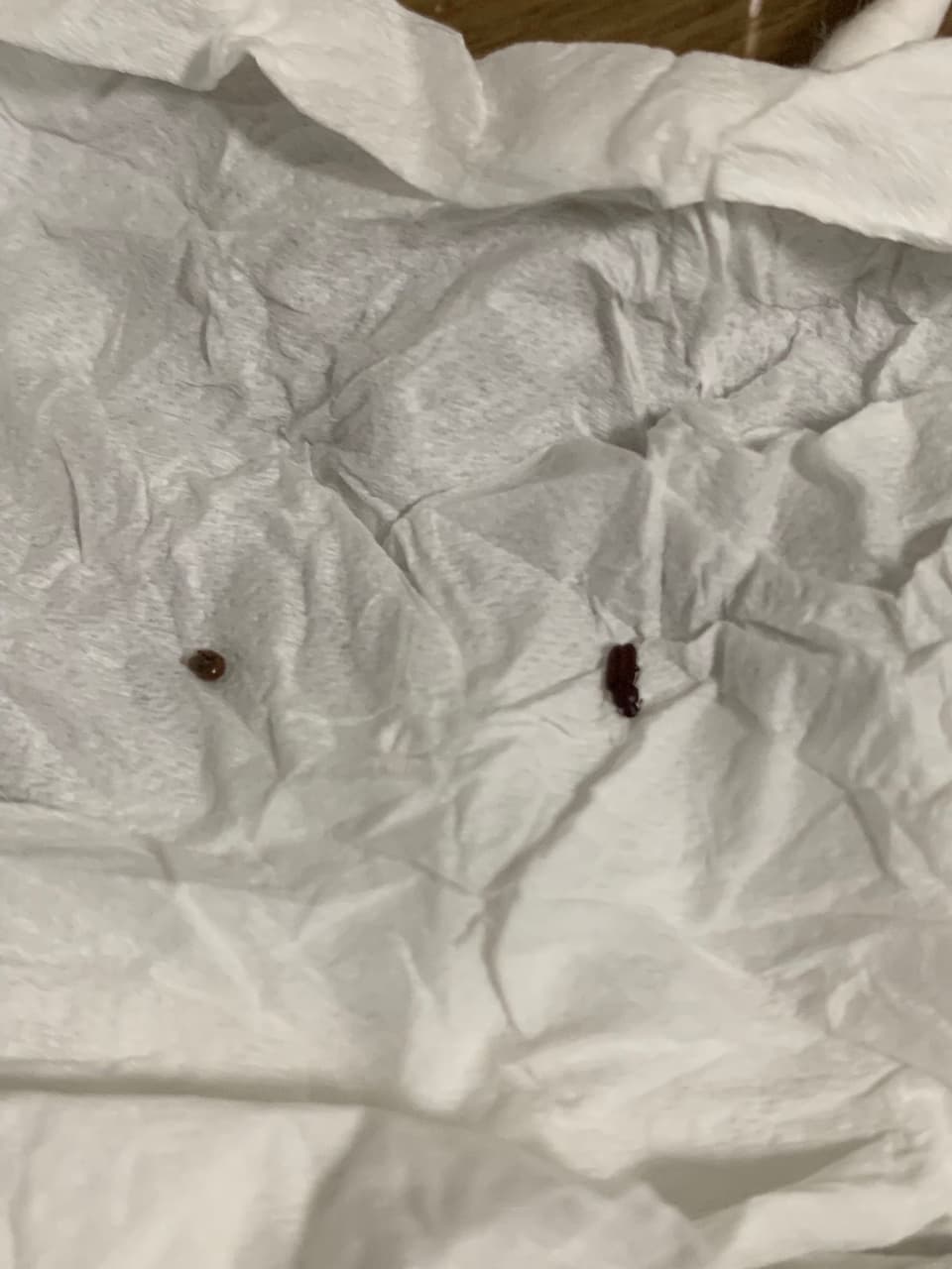 鑑定 鑑定 請問這是什麼蟲子? 昆蟲板 Dcard