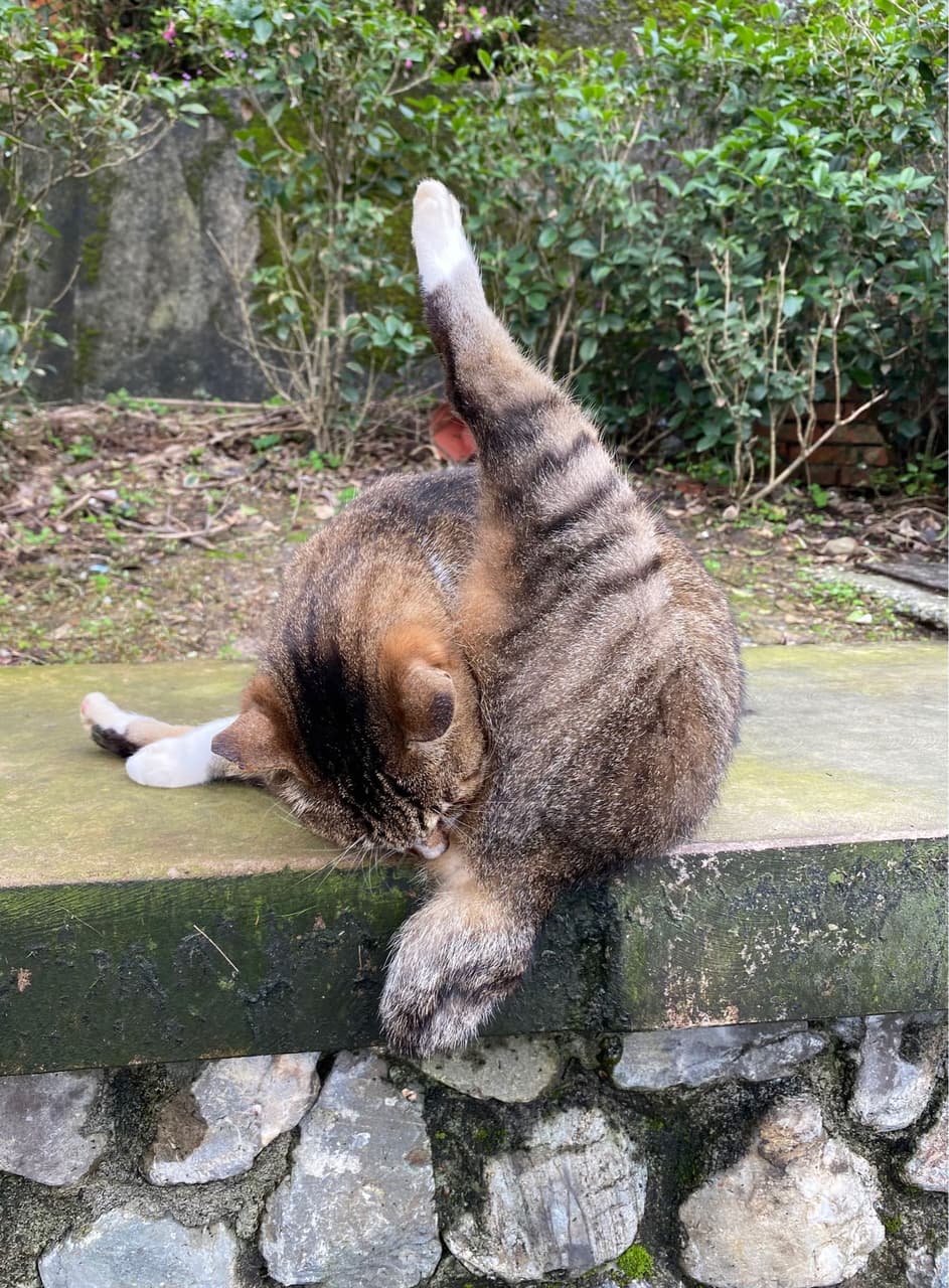 旅貓列車長 - 洋菓子 (@hugo_12.13) | Dcard