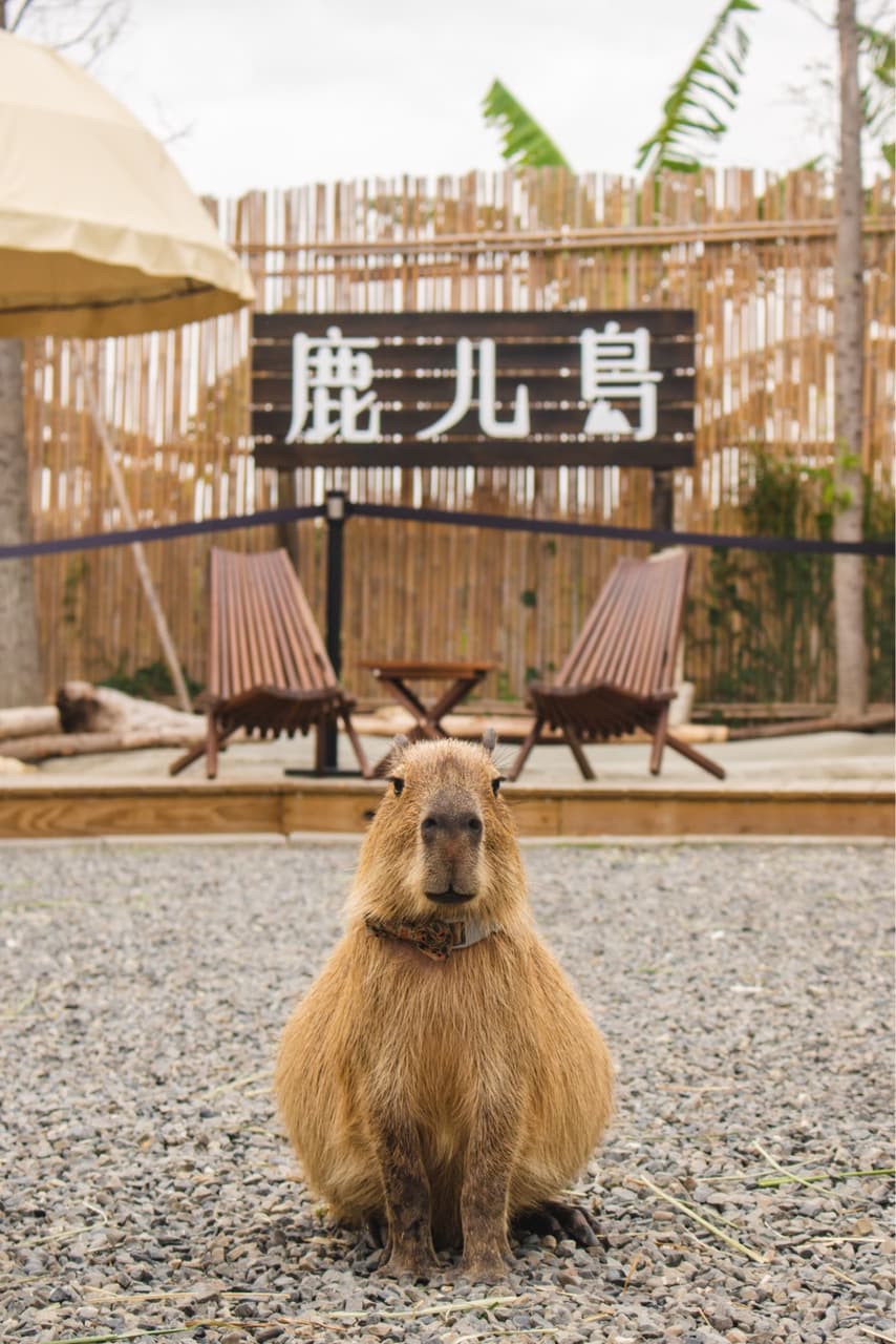 歡迎光臨，鹿ㄦ島 - 半音頻男孩 (@tim.35830408) | Dcard