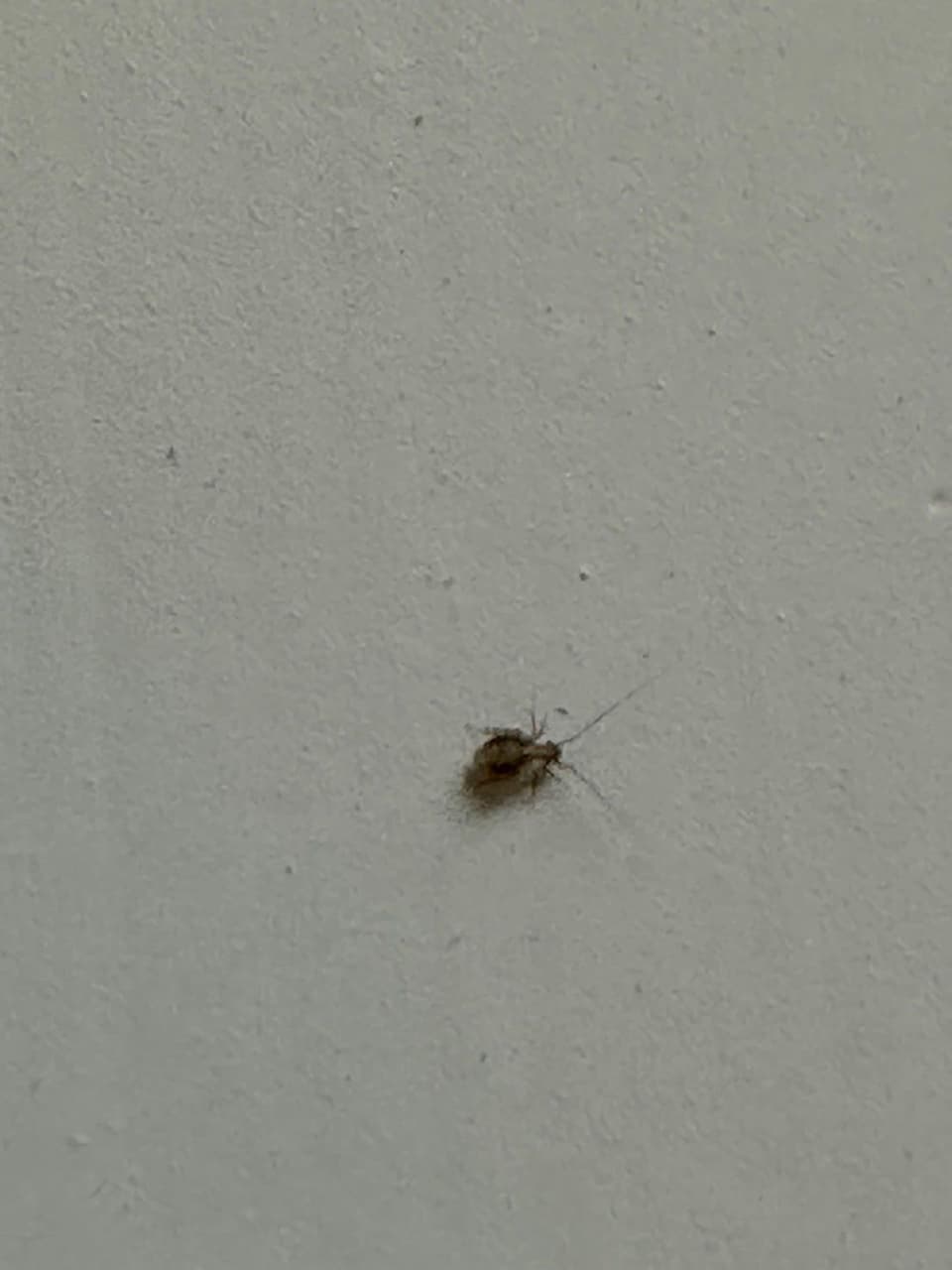 請益 請問這是什麼蟲子? 昆蟲板 Dcard