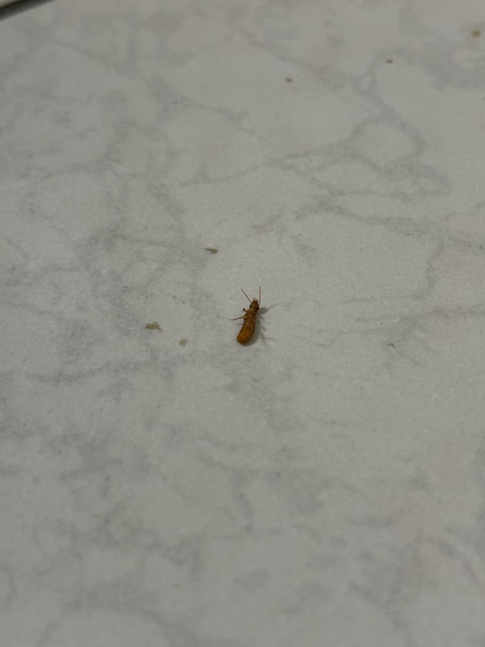 鑑定 請問這是什麼蟲? 昆蟲板 Dcard