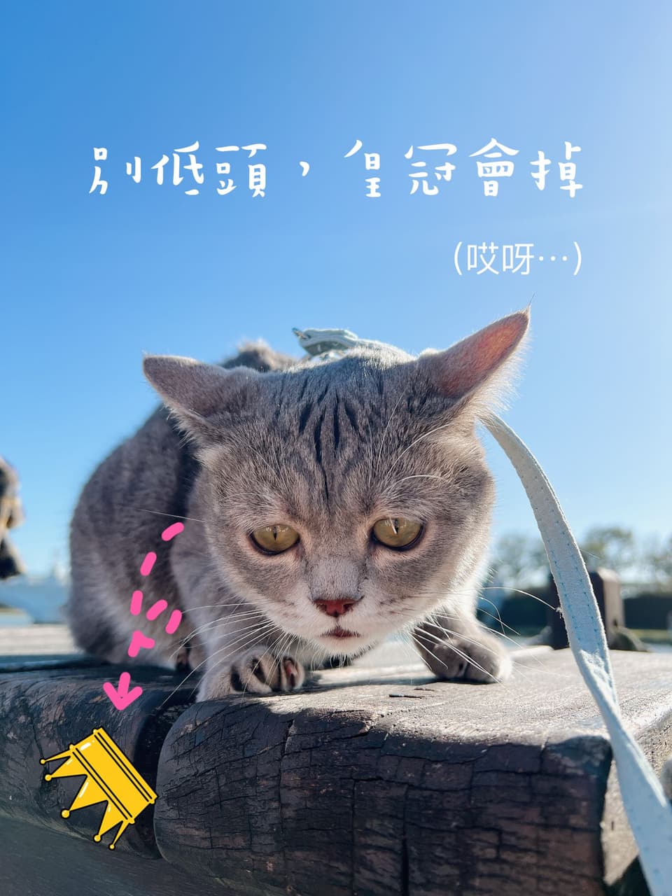 讓八嘎囧語錄可愛點 - 搗灰的娘親 (@mm951113) | Dcard