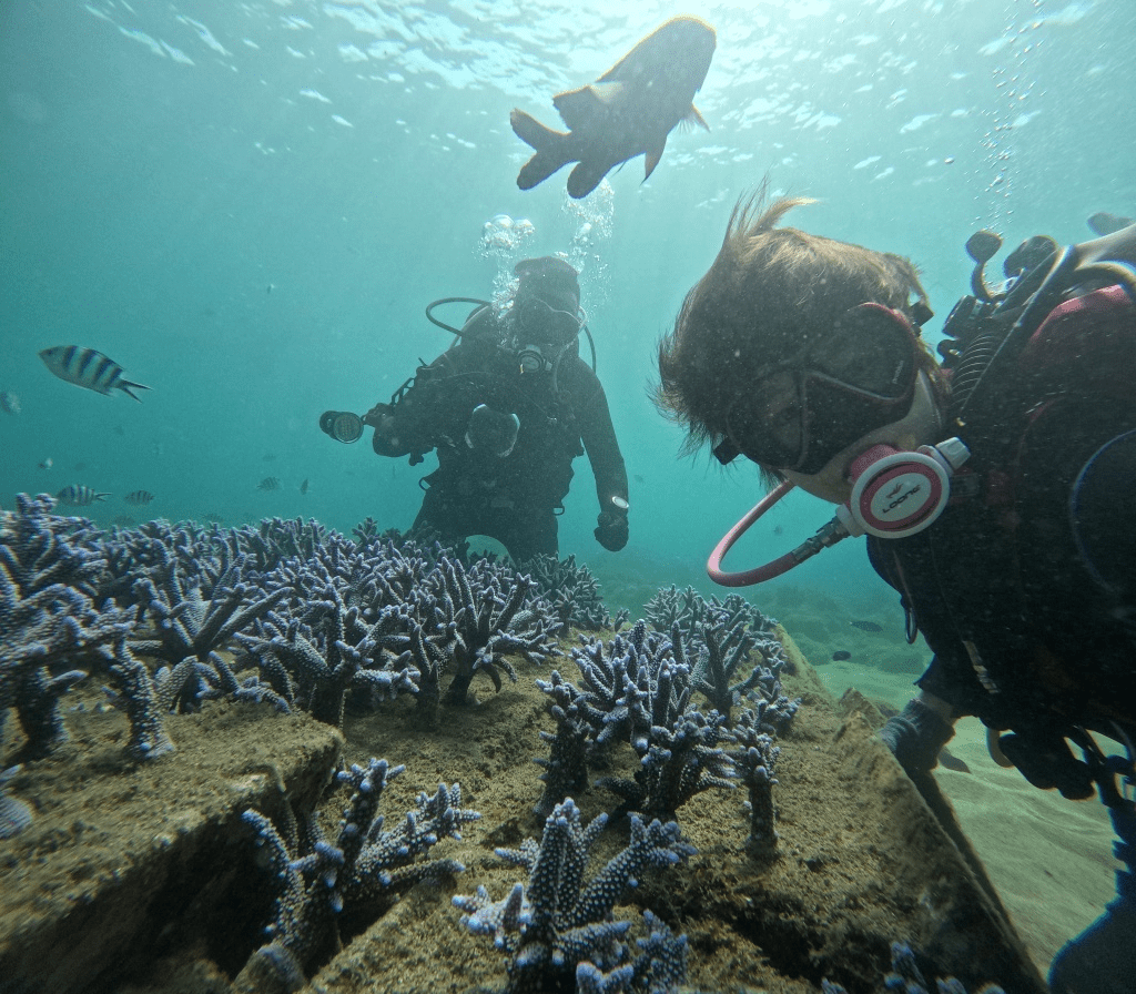 【澎湖潛水推薦】體驗 Fun Dive 考照前必看，4 間澎湖水肺潛水店評比🤿 - 七分之二的探索 (@twosevenths72) | Dcard